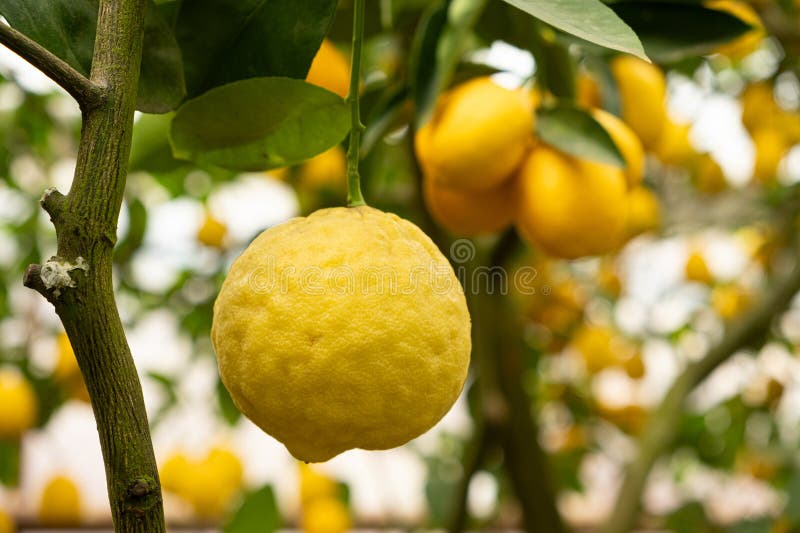 Kyiv Large-Fruited Giant Lemon Tree with Fruits Stock Photo - Image of ...