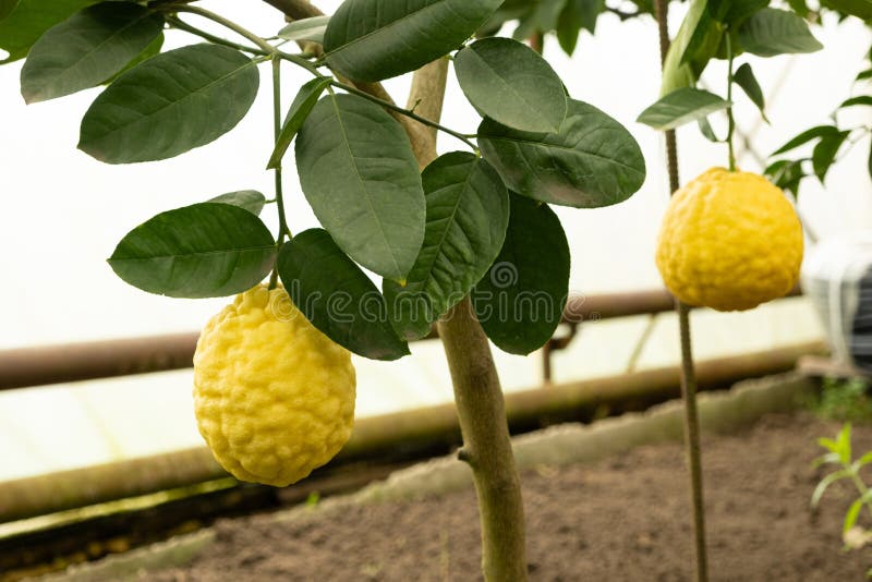 Kyiv Large-Fruited Giant Lemon Tree with Fruits Stock Photo - Image of ...