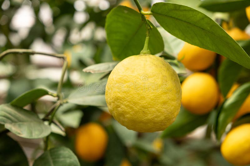 Kyiv Large-Fruited Giant Lemon Tree with Fruits Stock Photo - Image of ...