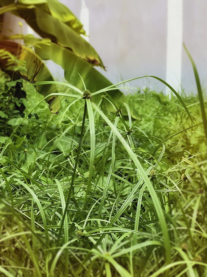 Kyllinga Brevifolia Grass is a Weed and Herbaceous Plant Stock Image ...