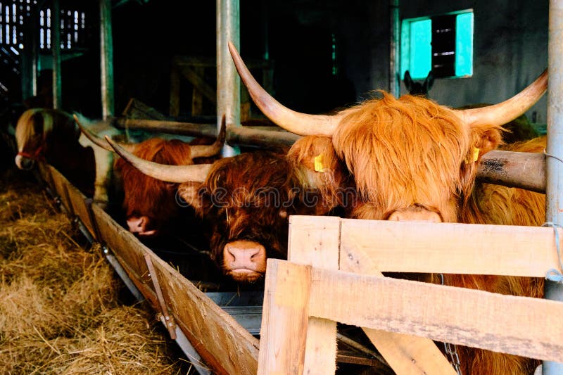 Highland cattle kyloe stock photo. Image of photograph - 372820890