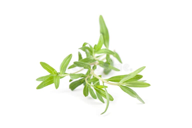 Kyndel arkivfoto. Bild av arom, växt, grön, vitt, ört - 34919254