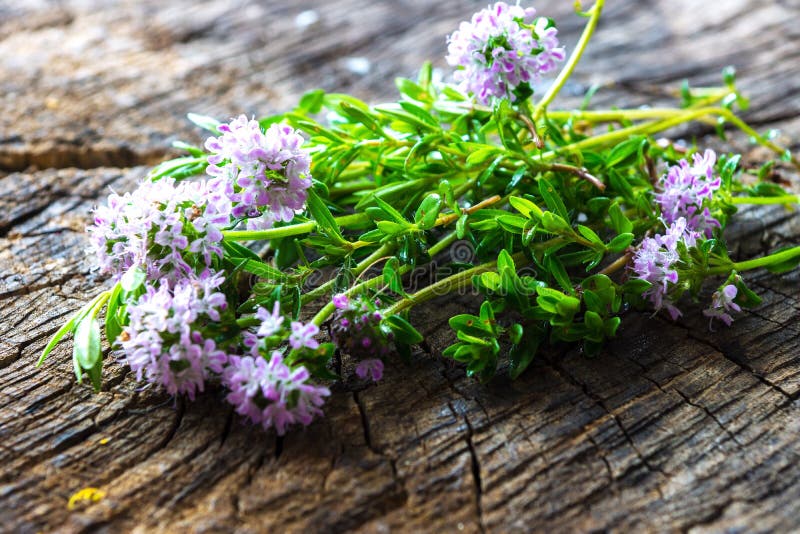 Kyndel arkivfoto. Bild av sunt, arom, green, dofta, closeup - 34919254