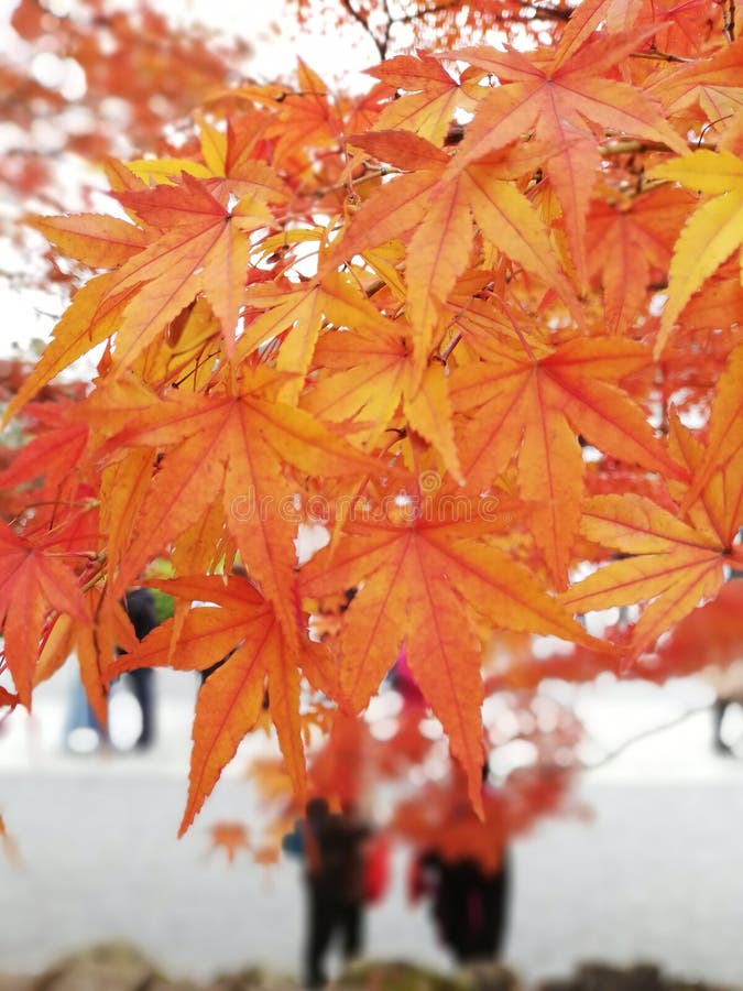 Kyoto Beautiful Red Full Maple Stock Image - Image of full, japan ...