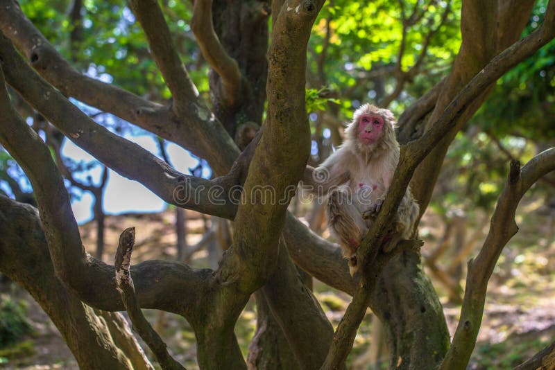 Kyoto - May 30, 2019: Japanese Macaque in the Arashiyama Monkey Park in ...