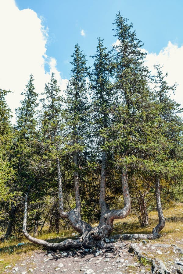 Kyrgyzstan Nature, Gregory Gorge Stock Photo - Image of colored ...