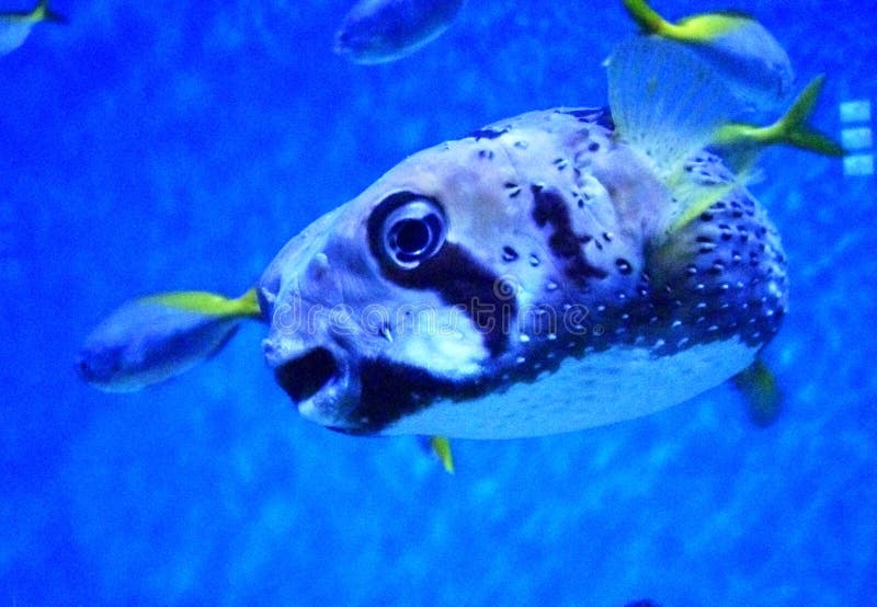 Giftig fisk fotografering för bildbyråer. Bild av simning - 23599619