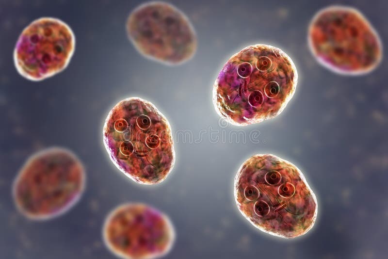 Kyste De Protozoan D'intestinalis De Giardia Illustration Stock ...