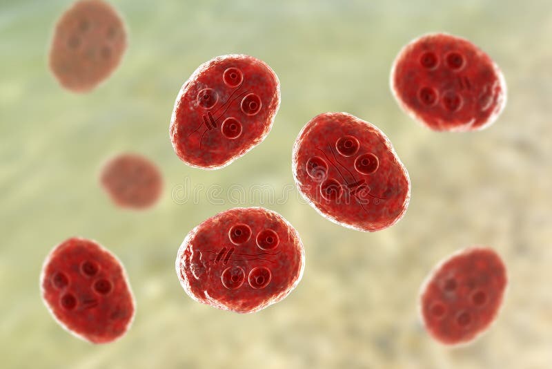 Kyste De Protozoan D'intestinalis De Giardia Illustration Stock ...