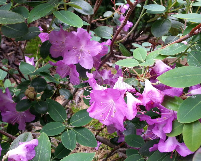 Kyushu Azalea stock photo. Image of pacific, blooming - 94094986