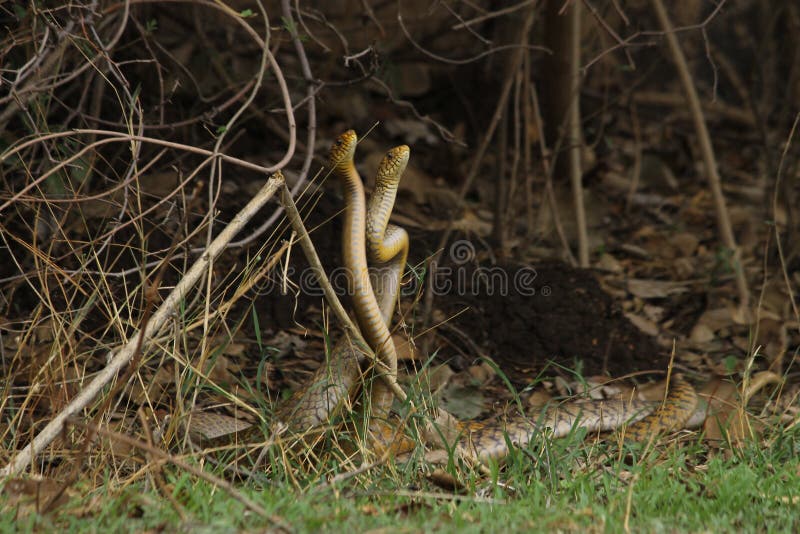 Venomous Taskar Nikon Stock Photos - Free & Royalty-Free Stock Photos ...