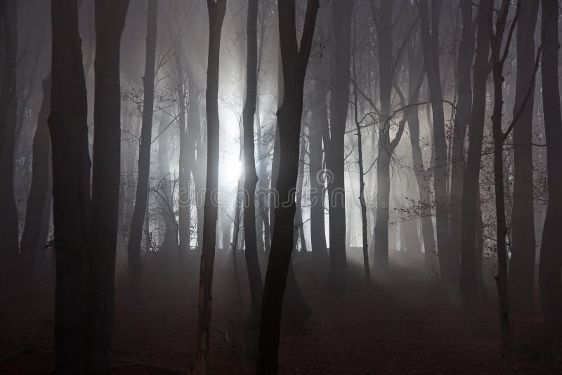 Skrämmande skog fotografering för bildbyråer. Bild av dimmigt - 25571129