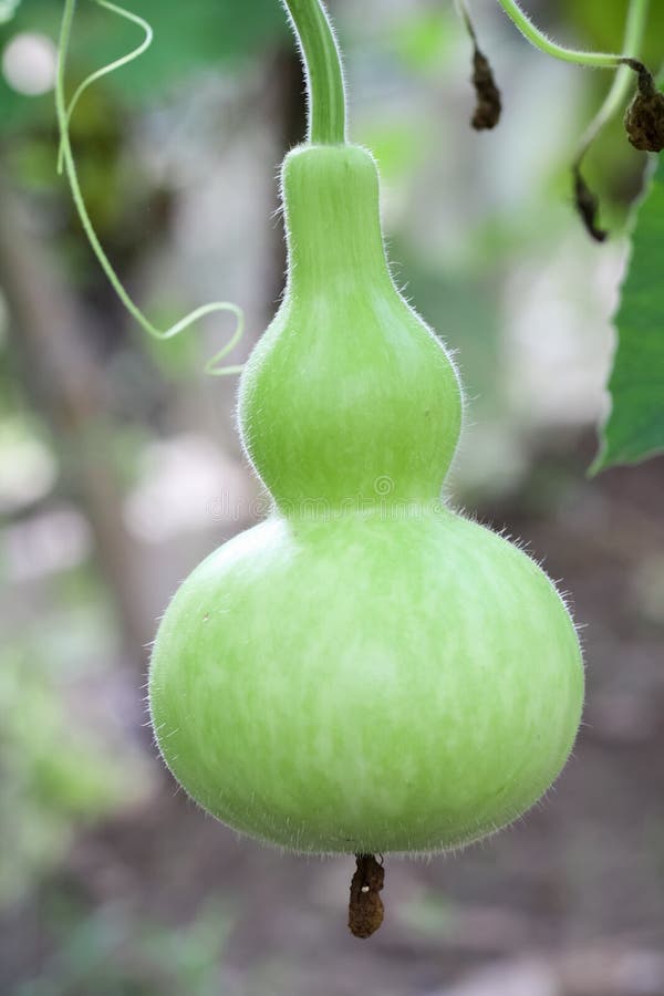 Légume de calebasse image stock. Image of centrale, lame - 20405509