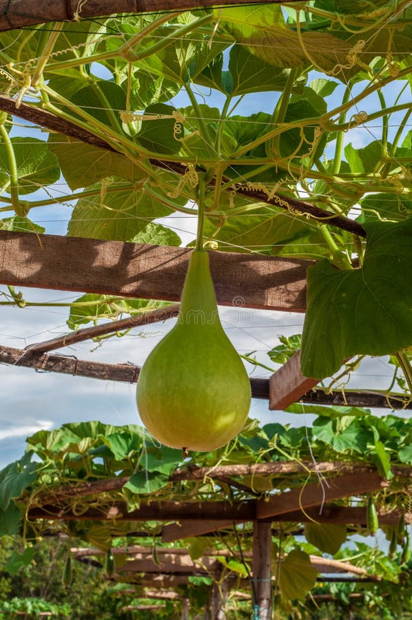 Légume De Calebasse Photos Stock - Téléchargez 1,813 Photos libres de ...