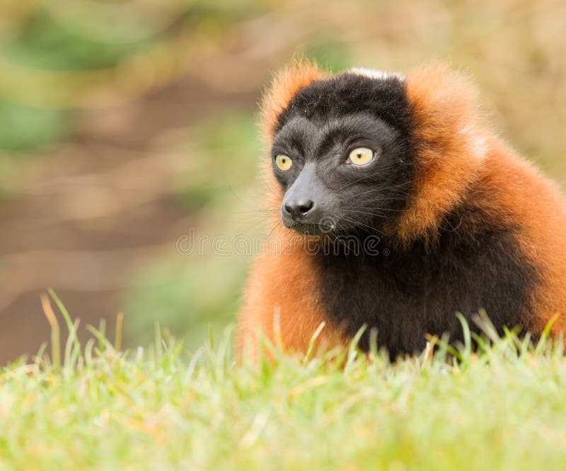Lémur Rojo-hinchado En Un árbol Foto de archivo - Imagen de verde ...