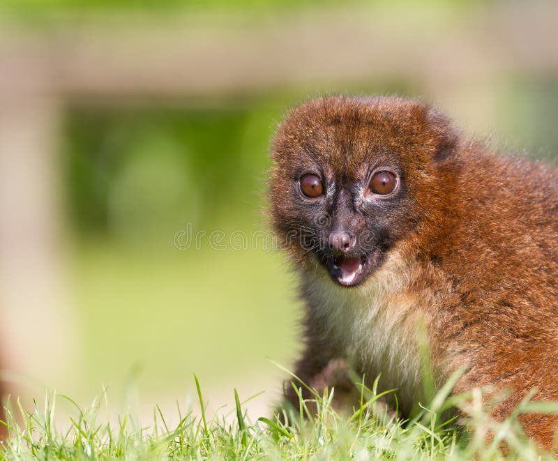 Lemur Rojo-hecho Bolso (rubriventer De Eulemur) Imagen de archivo ...