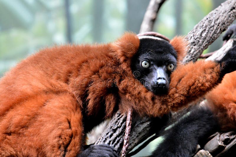 Lémur Superado Rojo (rubra De Varecia) Imagen de archivo - Imagen de ...