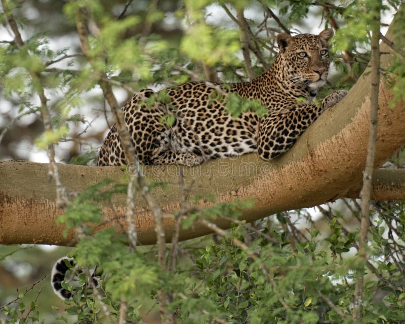 Léopard Dans Un Arbre Avec Sa Proie, Serengeti, Tanzanie Image stock ...