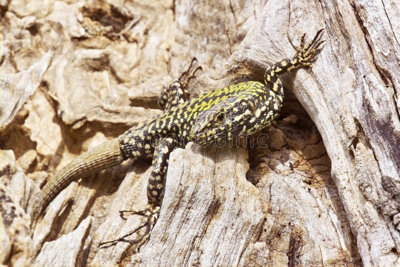 Régénération De La Queue Du Lézard Un Lézard Vert Rapide Ordinaire ...