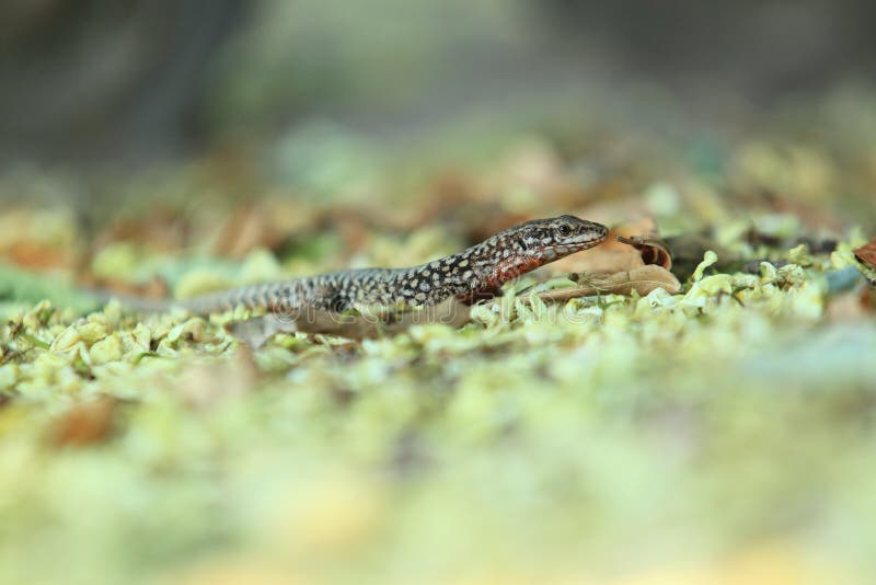 Lézard Commun Dans Son Habitat Naturel Photo stock - Image du normal ...