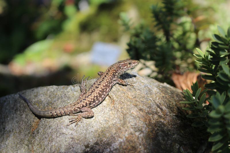Muralis De Podarcis - Lézard Européen Commun De Mur D'isolement Au ...