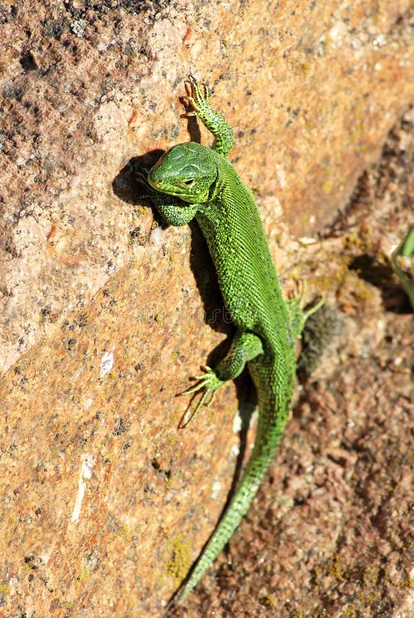 Lézard vert image stock. Image du animal, couleurs, nature - 35998913