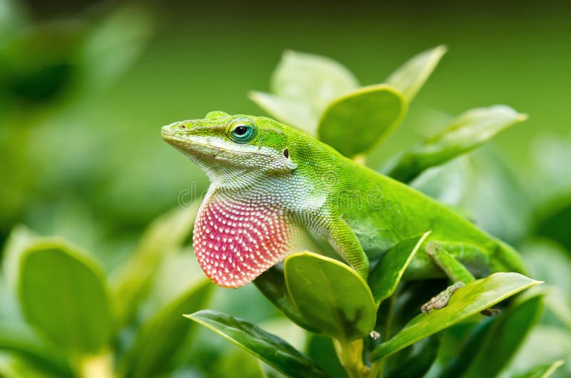 Anole Vert, Carolinensis D'Anolis Photo stock - Image du caroline ...