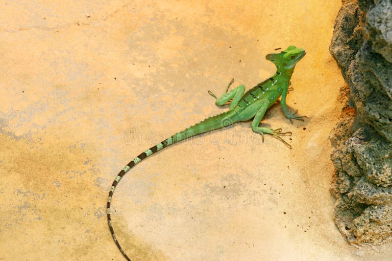 Basilic vert image stock. Image du zoologie, plumed, omnivore - 48783855