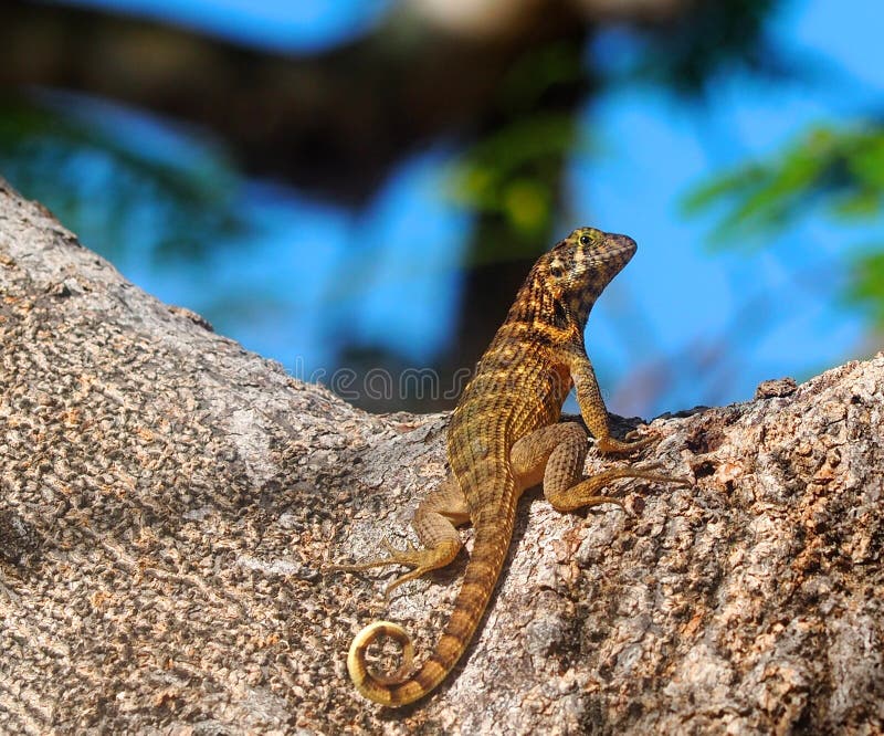 Lézards du Cuba image stock. Image du cubain, faune, arrière - 62904065