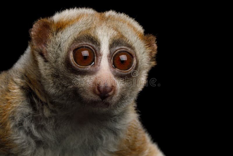 Lêmure Loris lento imagem de stock. Imagem de animal - 97033495