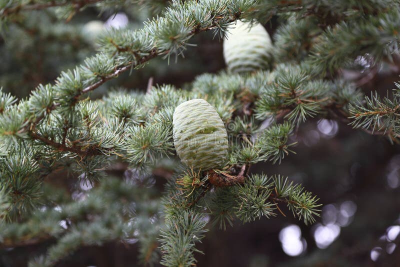 Árbol de cedro, Líbano foto de archivo. Imagen de copia - 10557894