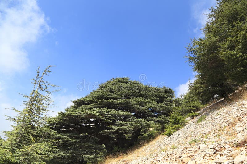 Árbol de cedro, Líbano foto de archivo. Imagen de naturalizado - 10557894
