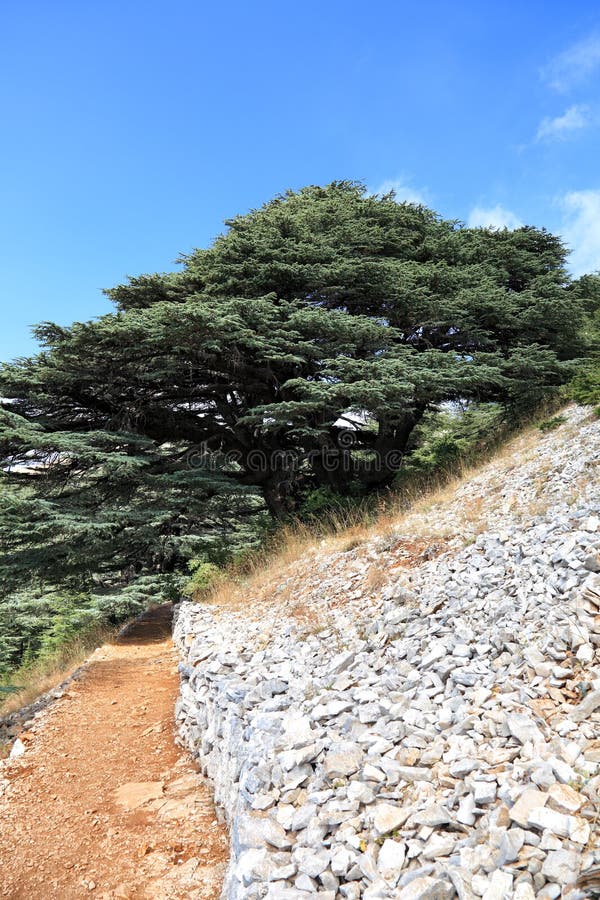 Árbol de cedro, Líbano foto de archivo. Imagen de copia - 10557894