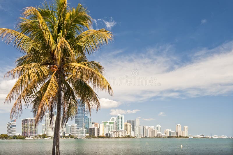 Palmera de Miami foto de archivo. Imagen de palma, arte - 61147484