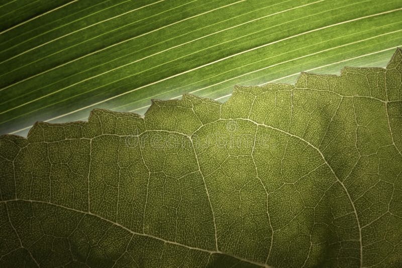 Líneas de Leafe imagen de archivo. Imagen de flora, zoom - 23517415
