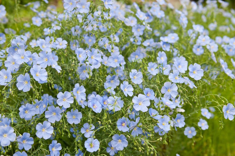 Linum flowers stock image. Image of delicated, linseed - 11647727