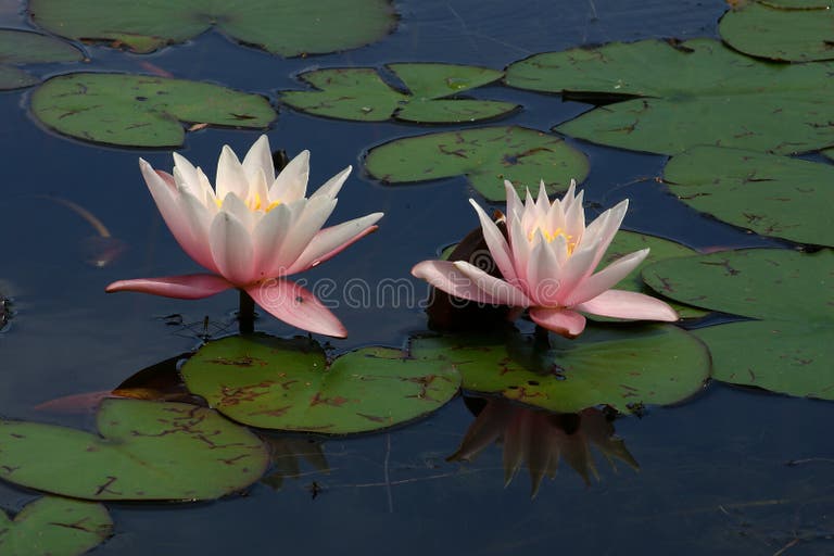 Lírio 21 imagem de stock. Imagem de lago, esplêndido, excelente - 283887