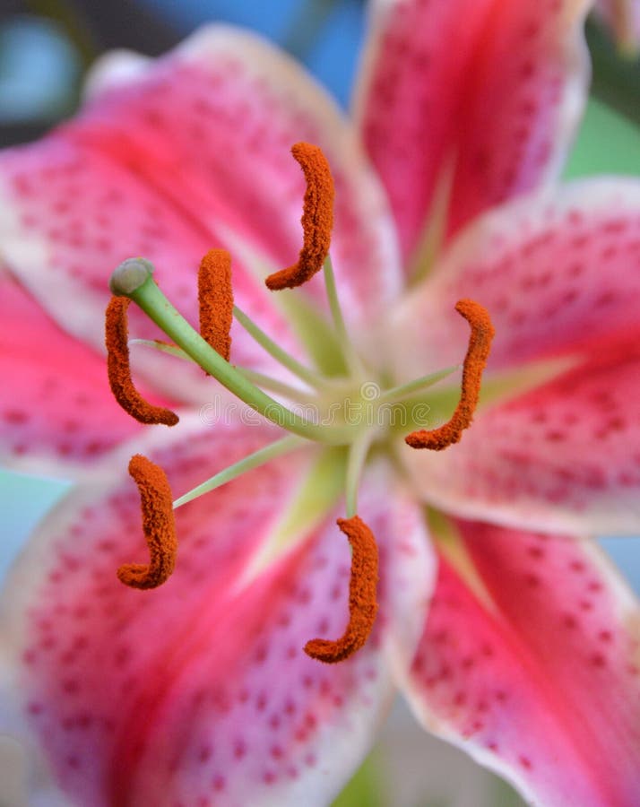 Lírio Cor-de-rosa De Oriental Do Stargazer Foto de Stock - Imagem de ...