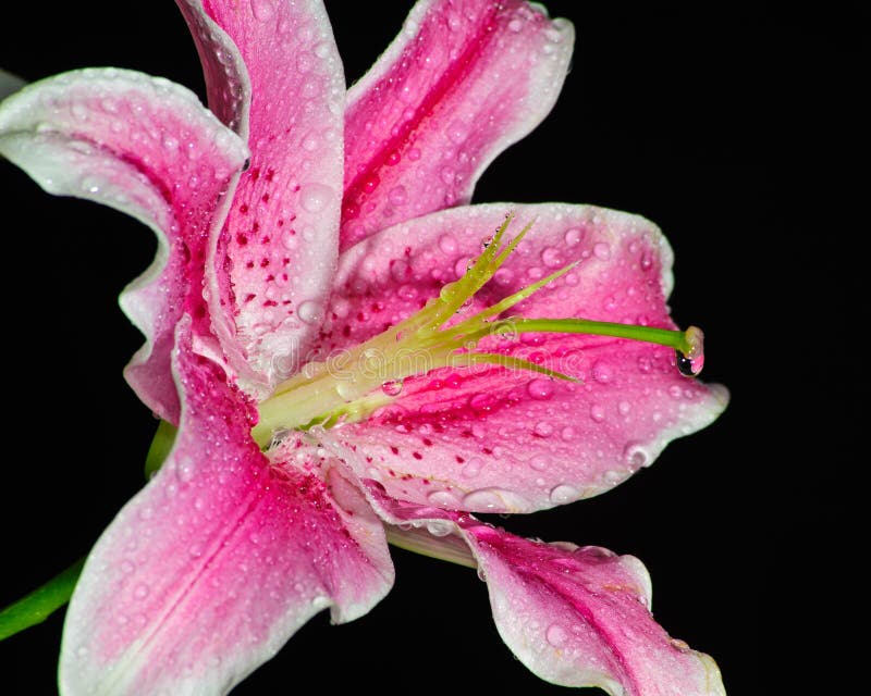 Lírios cor-de-rosa foto de stock. Imagem de fundo, vermelho - 33000376