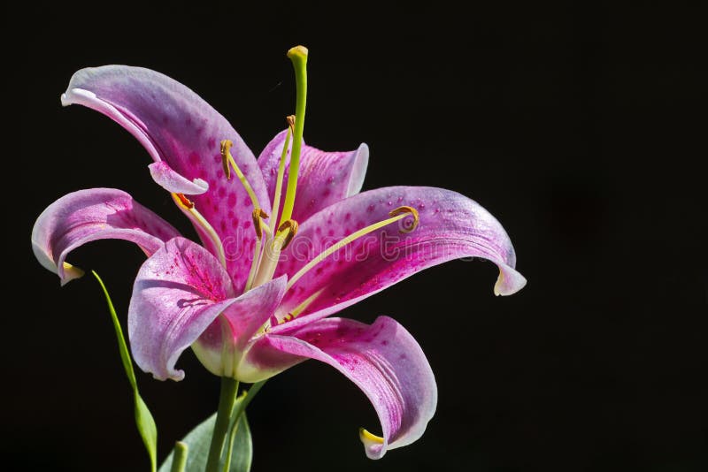 Lírios cor-de-rosa foto de stock. Imagem de fundo, vermelho - 33000376