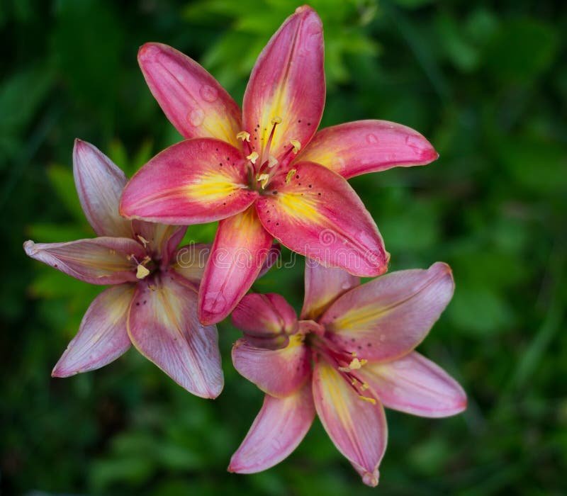 Lírio cor-de-rosa na imagem de stock. Imagem de jardinar - 75907703