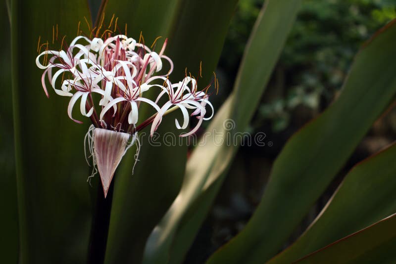 Lírio “rainha Emma” De Crinim Foto de Stock - Imagem de magenta ...