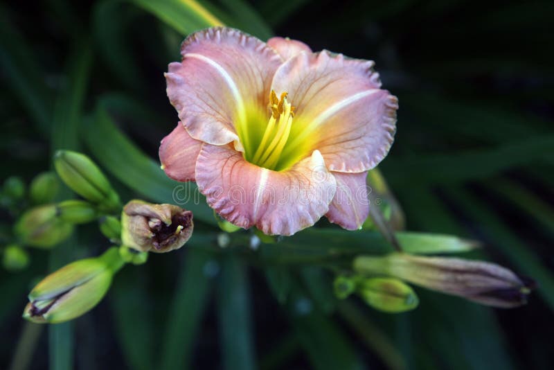 Lírios Cor-de-rosa Isolados Sobre Fundo Branco Imagem de Stock - Imagem ...