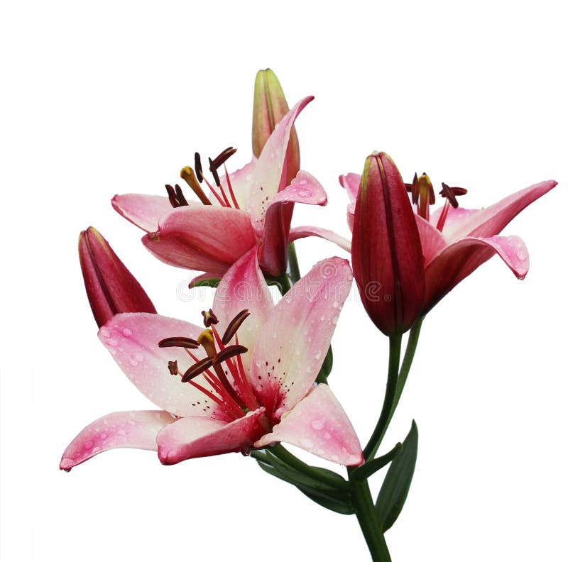 Lírios Cor-de-rosa Isolados No Fundo Branco Imagem de Stock - Imagem de ...