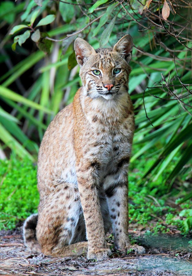 Bobcat Lynx Rufus Ligger Platt I Snö Före Pounce-vintern Arkivfoto ...