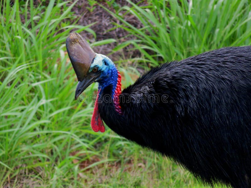 Kasuarfågel fotografering för bildbyråer. Bild av vapen - 42009819