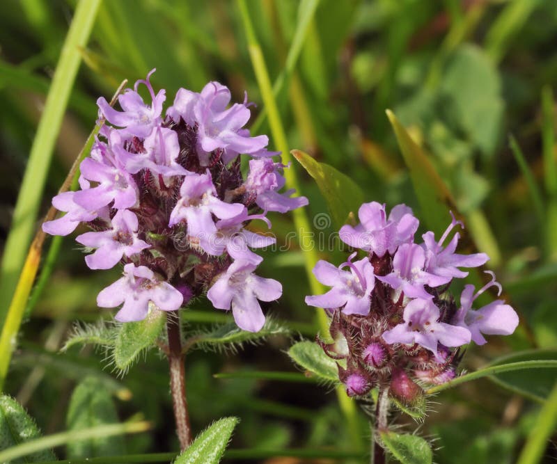 Timjan fotografering för bildbyråer. Bild av krydda, ört - 46594963