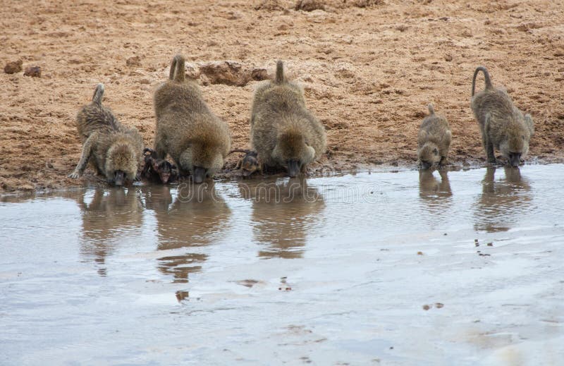 Chacma Babianer Som Spelar I Busken I Kruger, Parkerar Fotografering ...