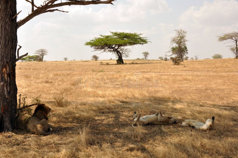 Baum In Der Savanne, Typische Afrikanische Landschaft Stockfoto - Bild ...