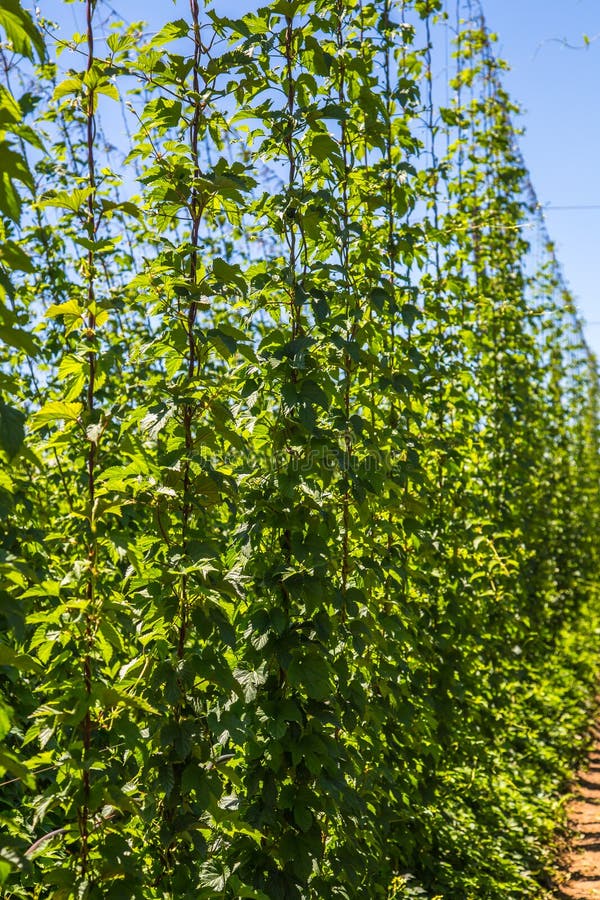 Plantação do lúpulo foto de stock. Imagem de cultivado - 2022068